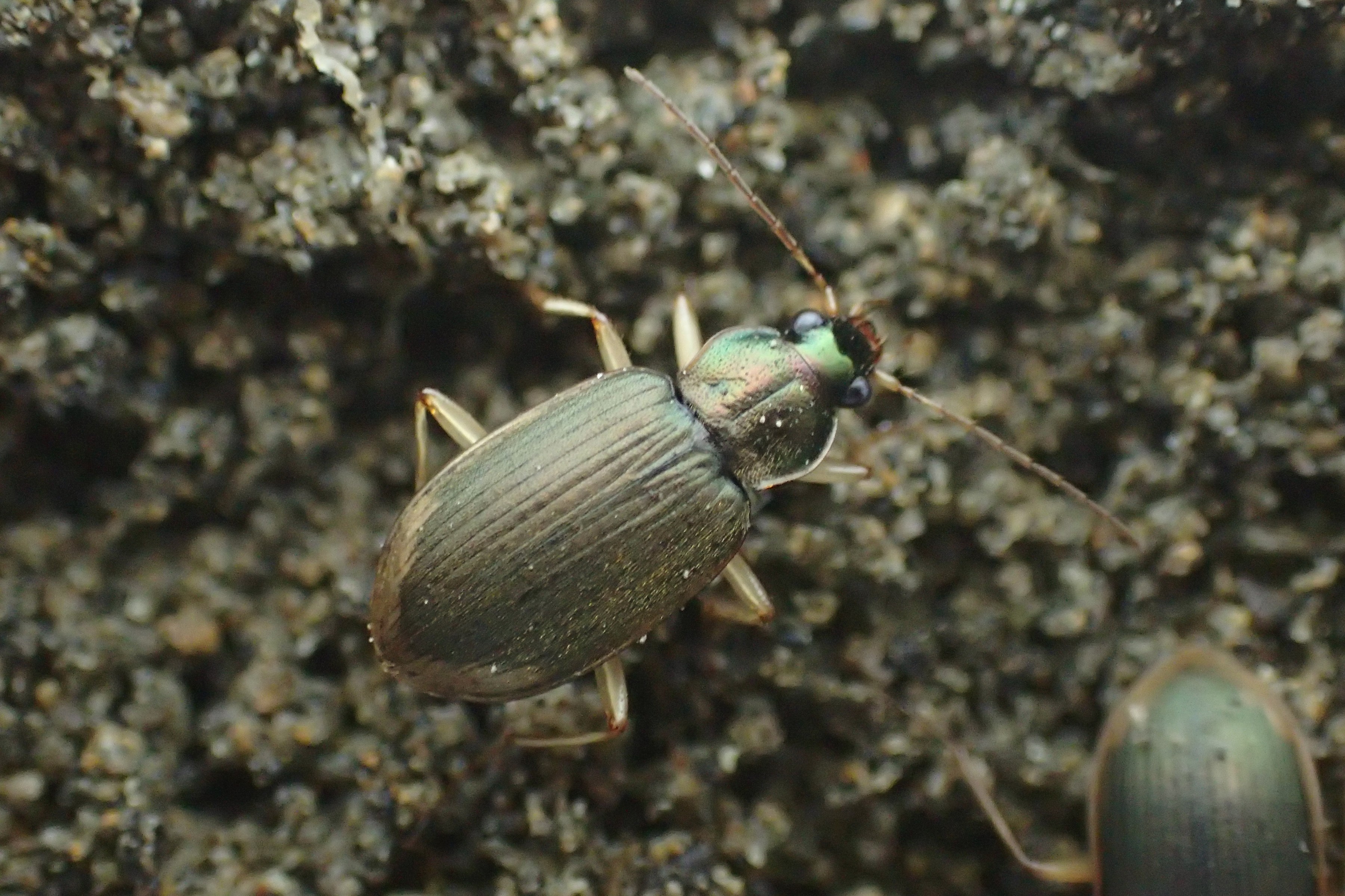 和名別 ｜ 立川いきものデータベース